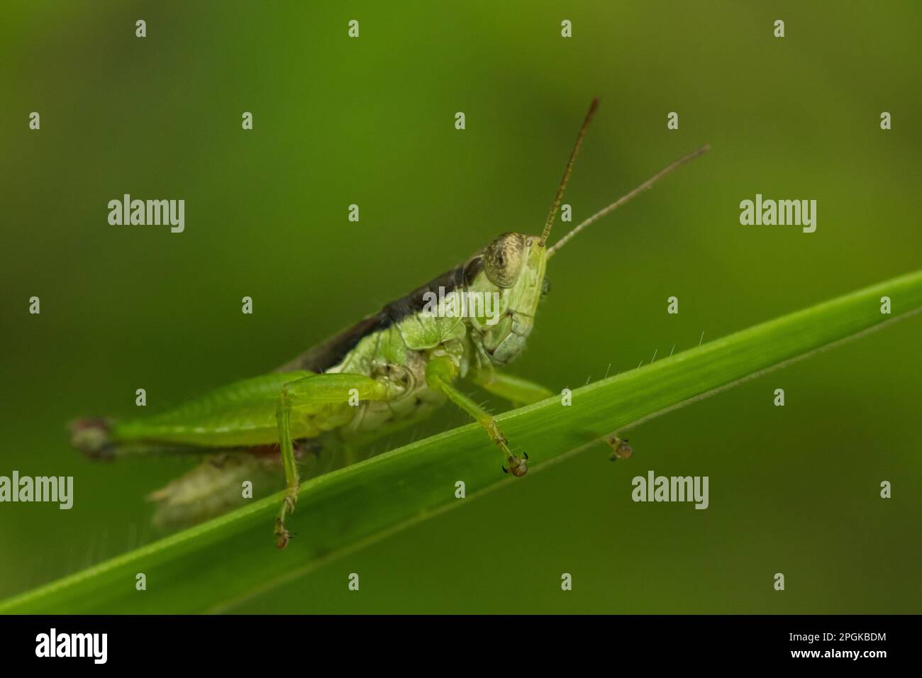 Green grasshopper on leaf, grasshopper eyes Looking, macro eyes ...
