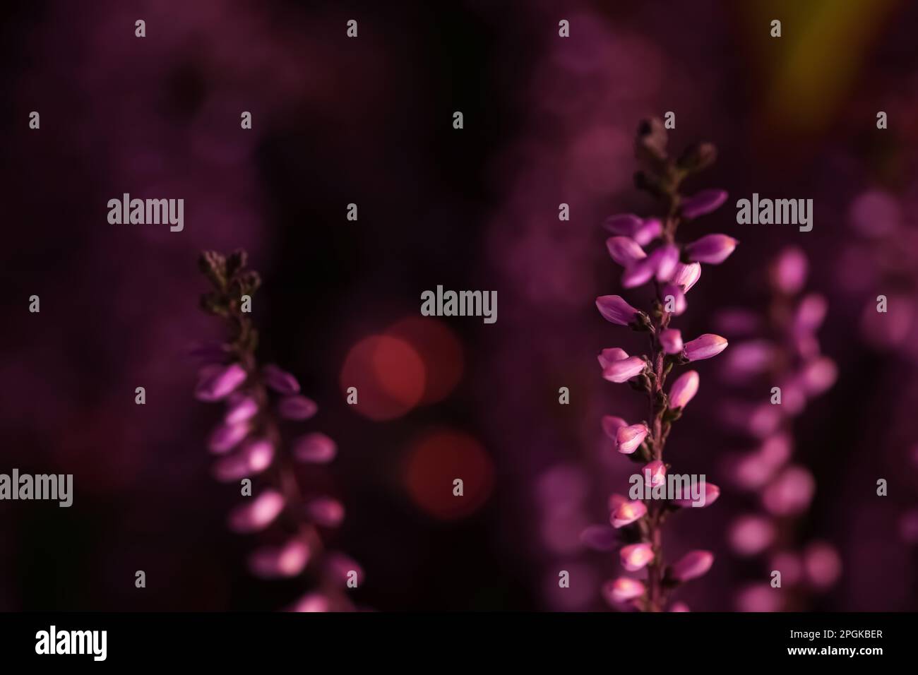 Heather twig hi-res stock photography and images - Alamy