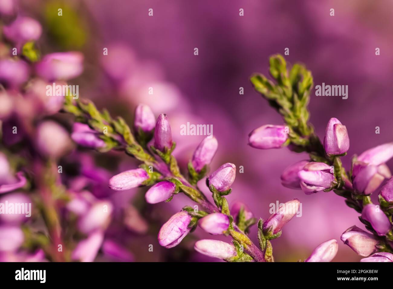 Heather shrub twigs with beautiful flowers on blurred background ...