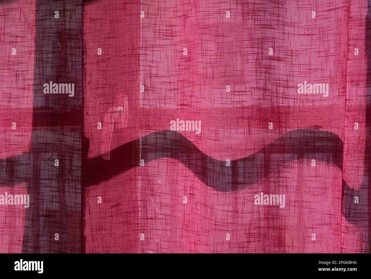 vivid magenta color sheer curtain on window with sunlight in horizontal ...