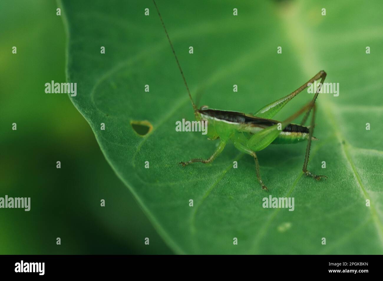Green Flying Grasshopper