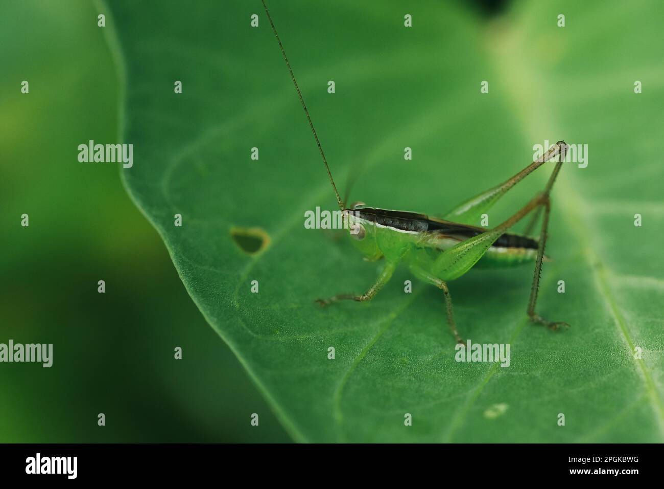 Green grasshopper on leaf, grasshopper eyes Looking, macro eyes ...