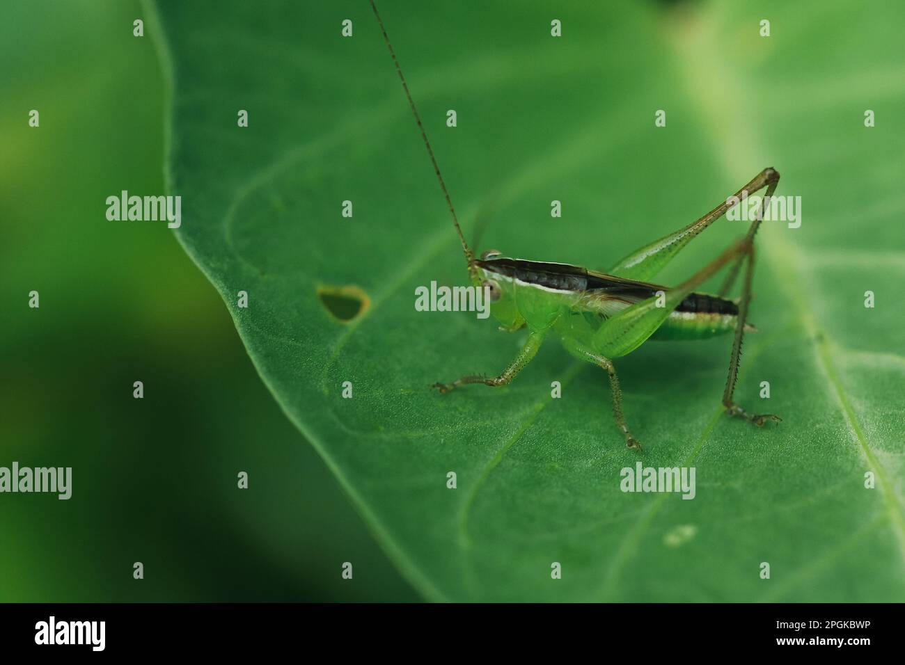 Green grasshopper on leaf, grasshopper eyes Looking, macro eyes ...
