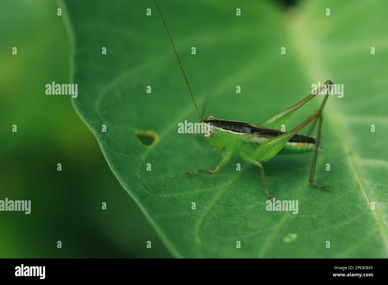 Green grasshopper on leaf, grasshopper eyes Looking, macro eyes ...