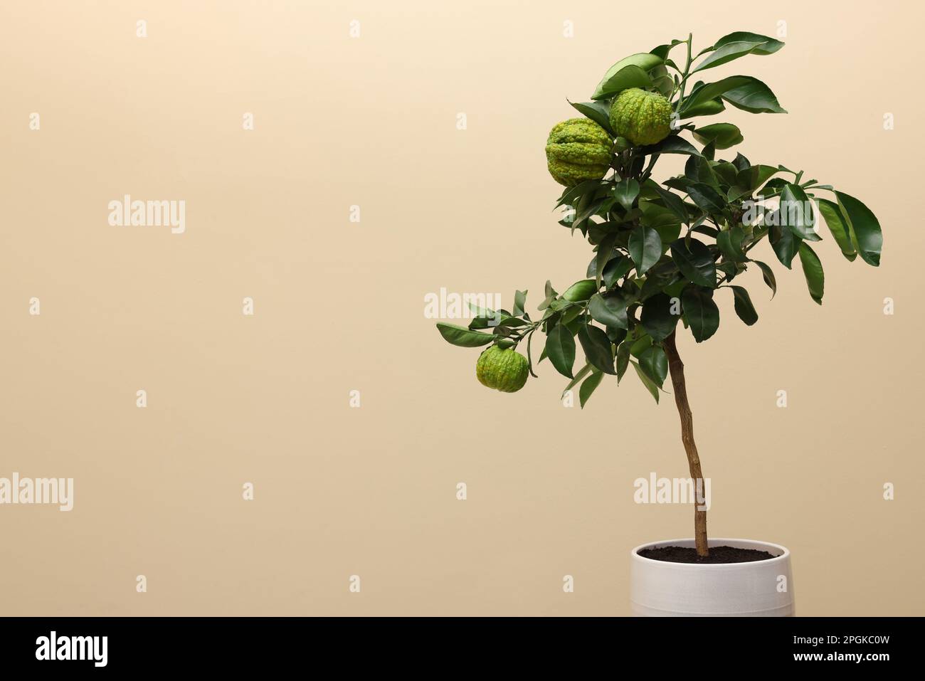 Idea for minimalist interior design. Small potted bergamot tree with ...