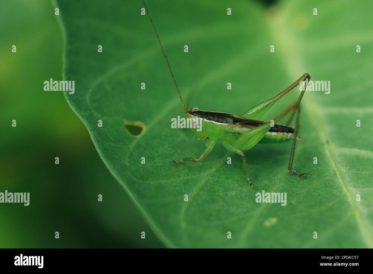 Green grasshopper on leaf, grasshopper eyes Looking, macro eyes ...