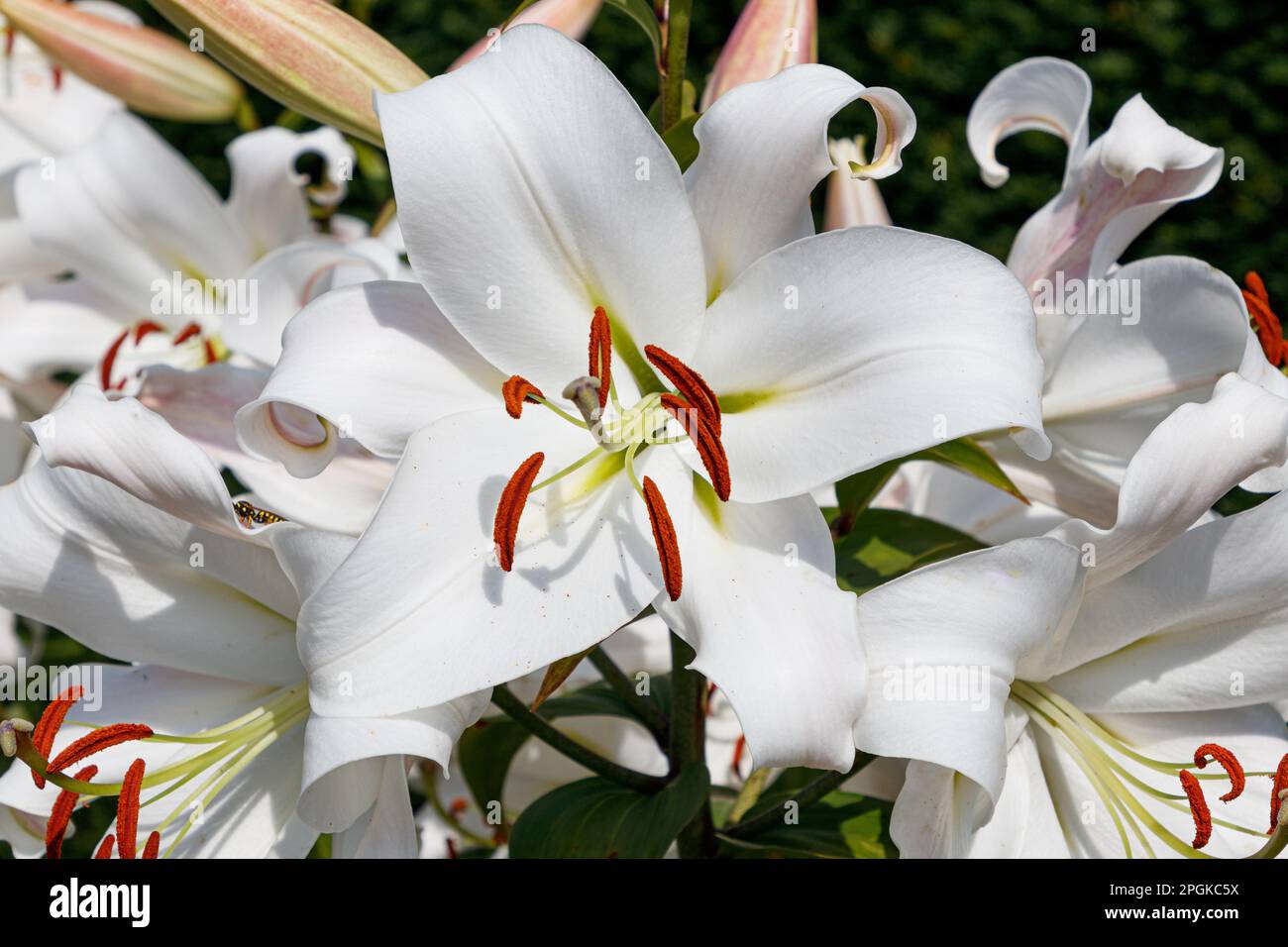 Display vibrant red tips hi-res stock photography and images - Alamy