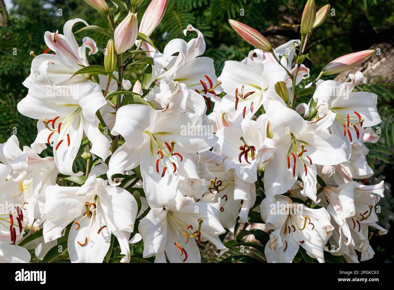 Display vibrant red tips hi-res stock photography and images - Alamy