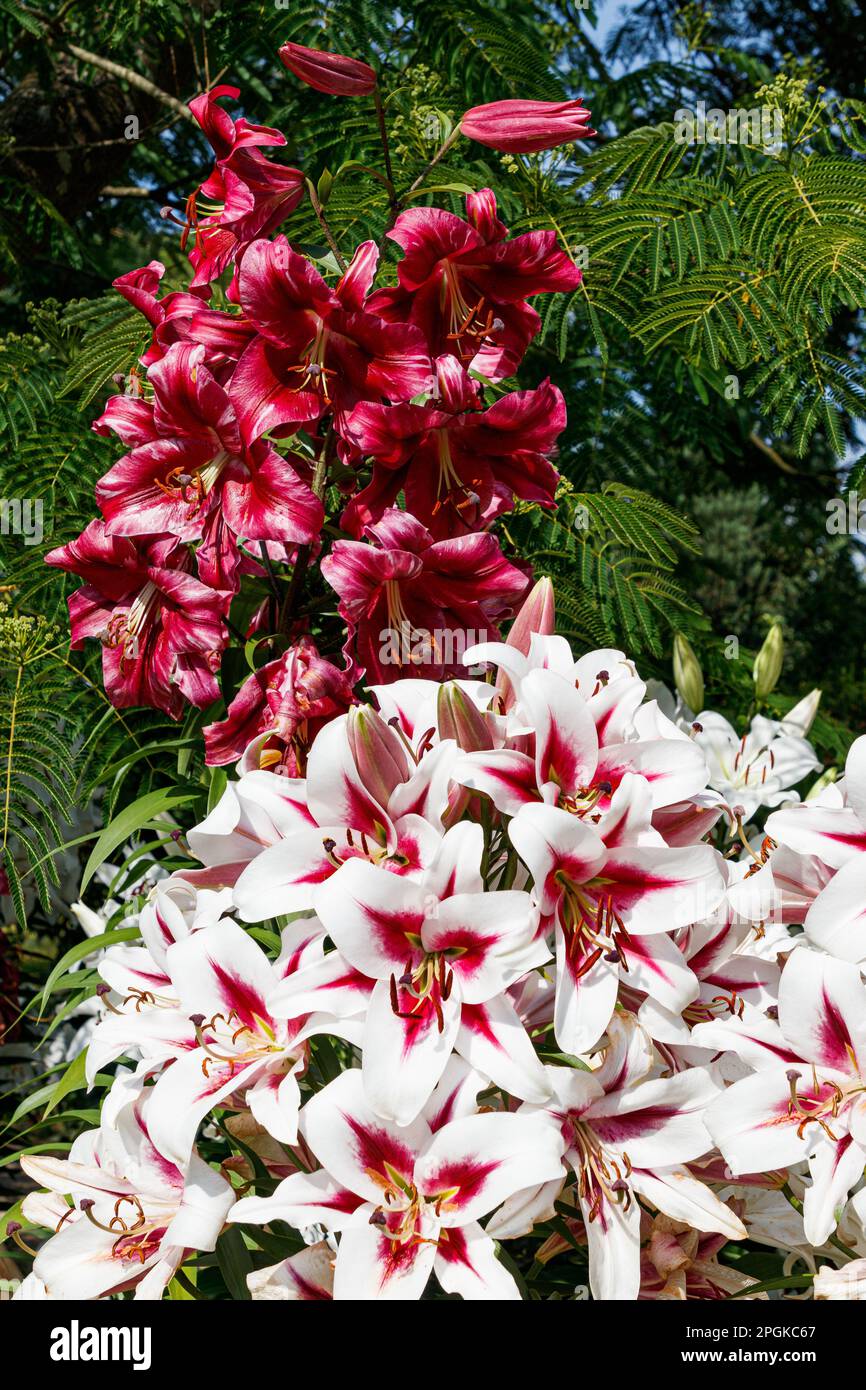 A stunning array of pink and white lilies against a lush evergreen ...