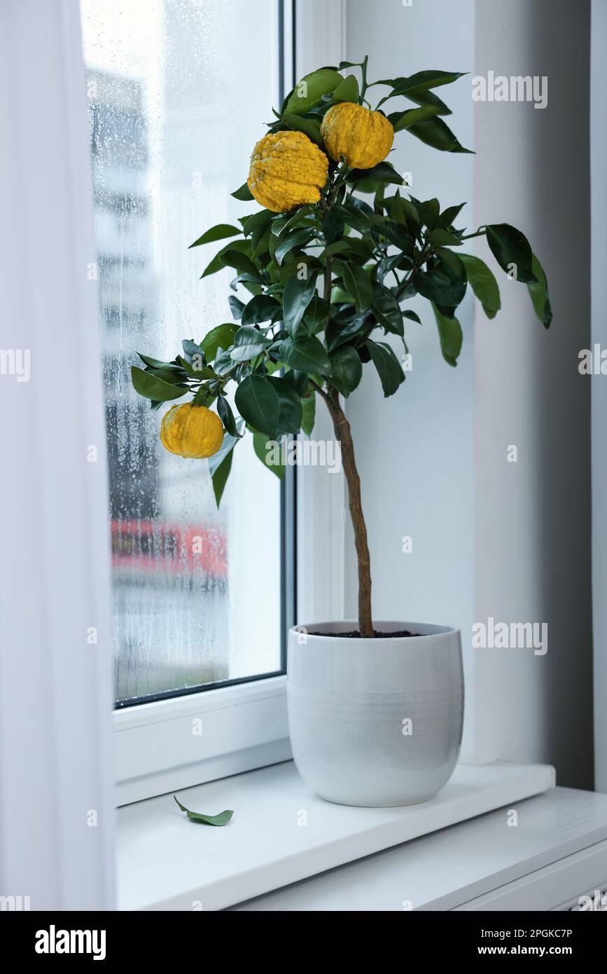 Potted bergamot tree with ripe fruits on window sill in room Stock ...