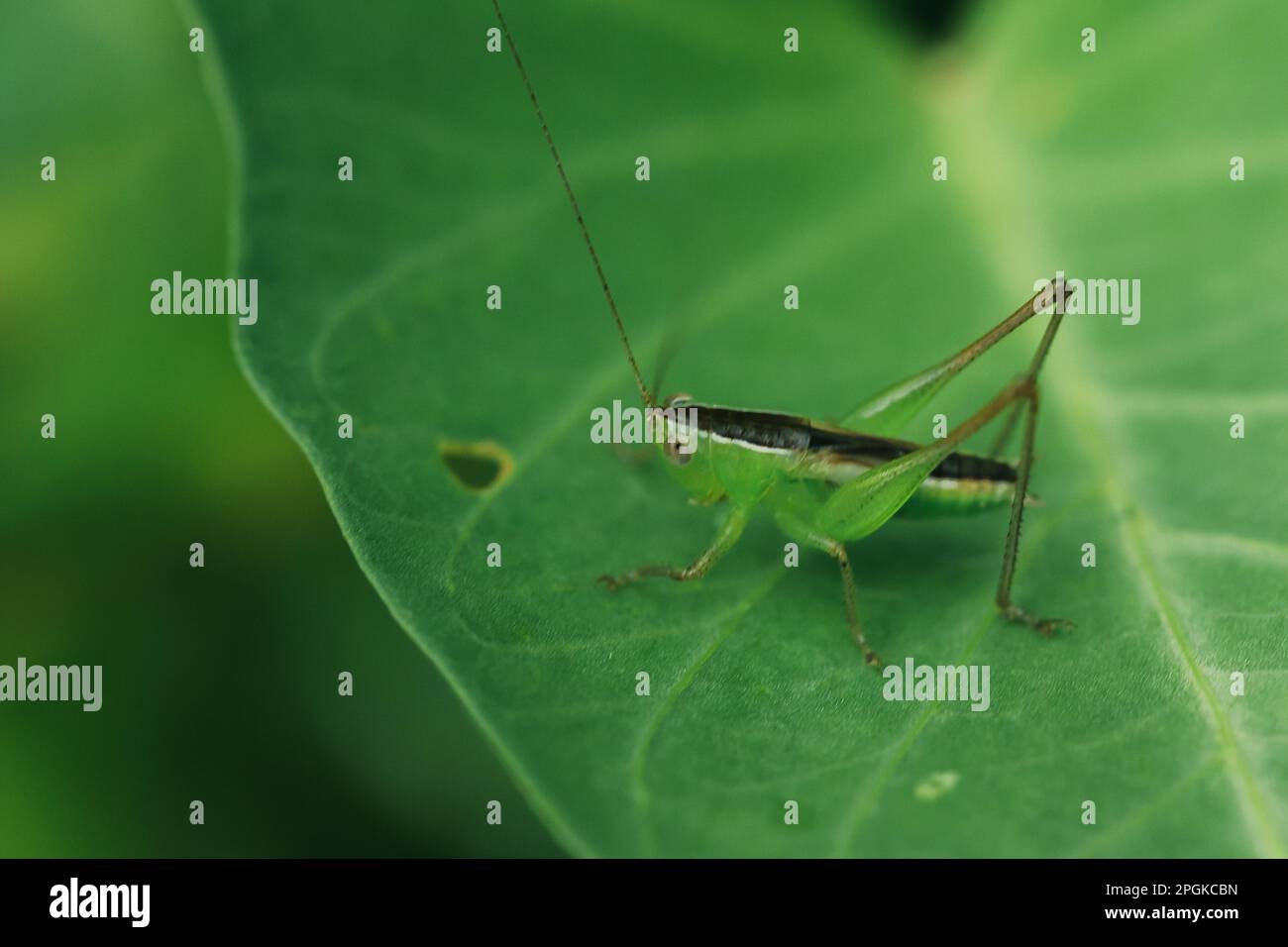 Green grasshopper on leaf, grasshopper eyes Looking, macro eyes ...