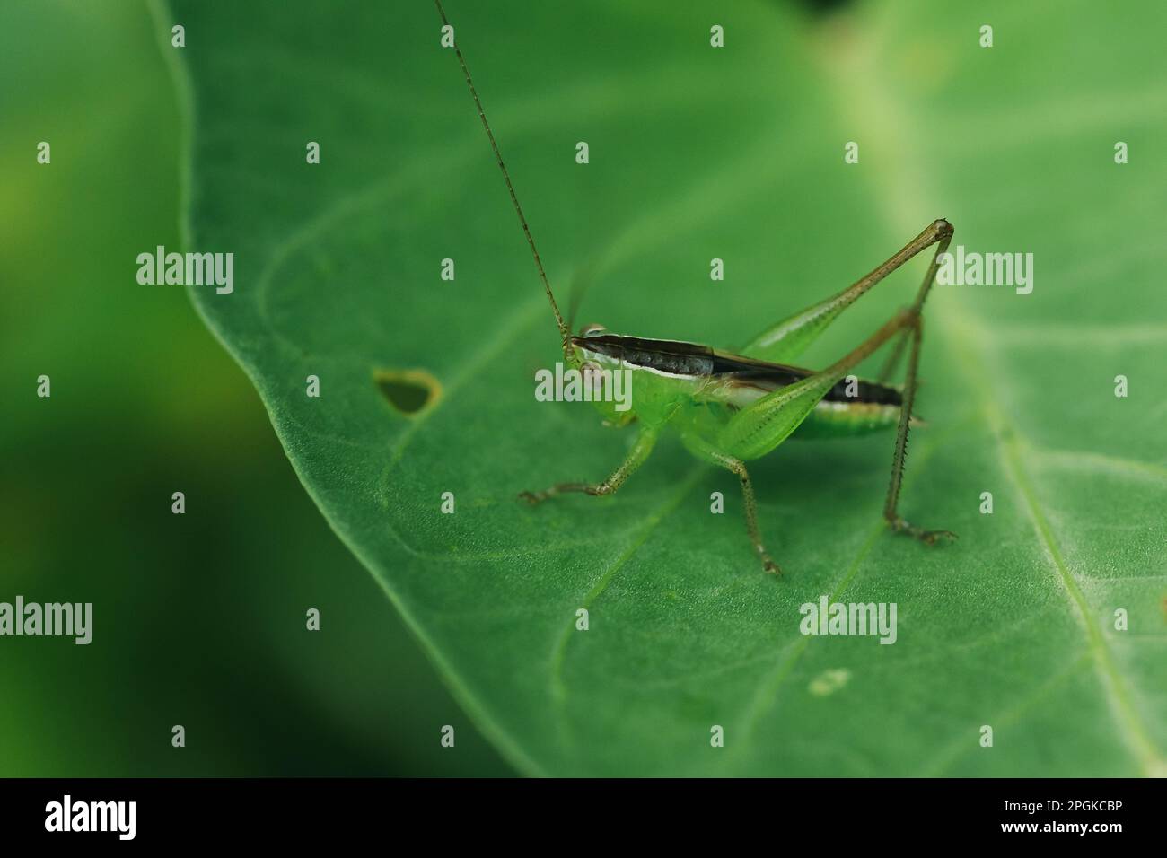 Green grasshopper on leaf, grasshopper eyes Looking, macro eyes ...