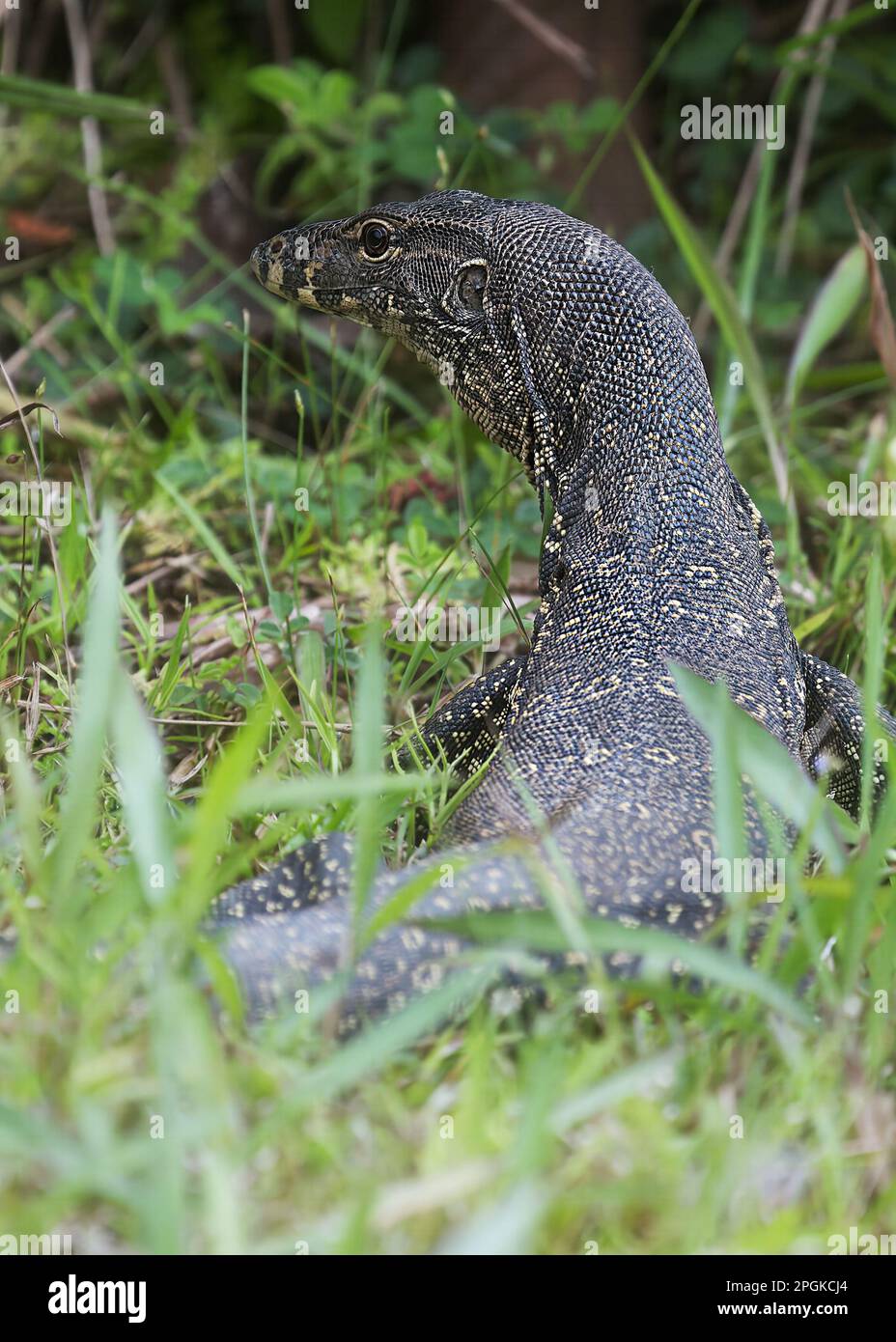 A monitor lizard in a tropical rainforest on Borneo island Stock Photo ...