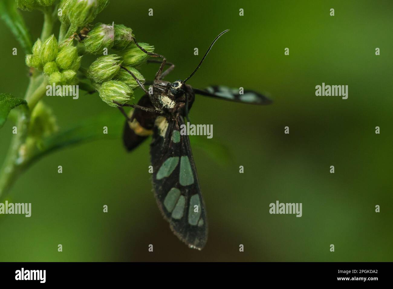 Xylocopa latipes on pollen, Xylocopa latipes is a species of wood bees ...