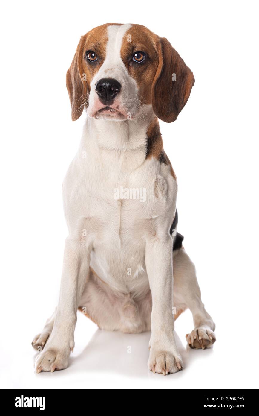 Beagle dog sitting isolated on white background Stock Photo - Alamy