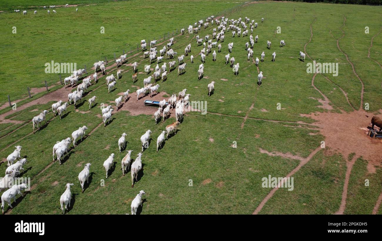 Aerial large herd cattle grazing hi-res stock photography and images ...