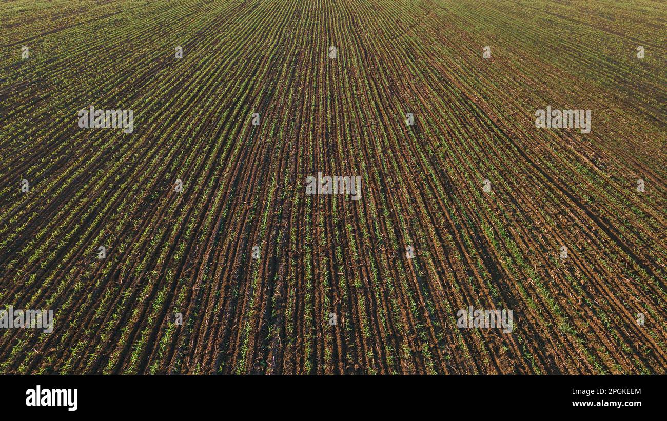 Lines rows of beds hi-res stock photography and images - Alamy