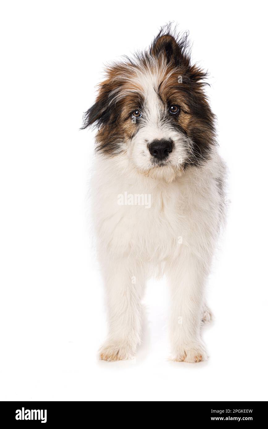 Cute elo puppy isolated on white background Stock Photo - Alamy