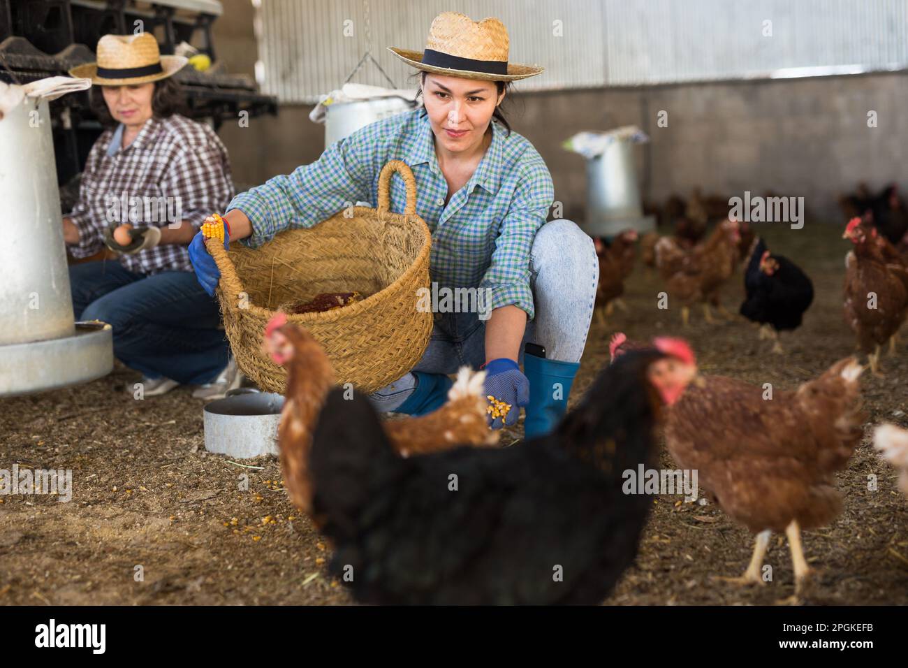 Asian woman feeding hens in chicken coop Stock Photo - Alamy