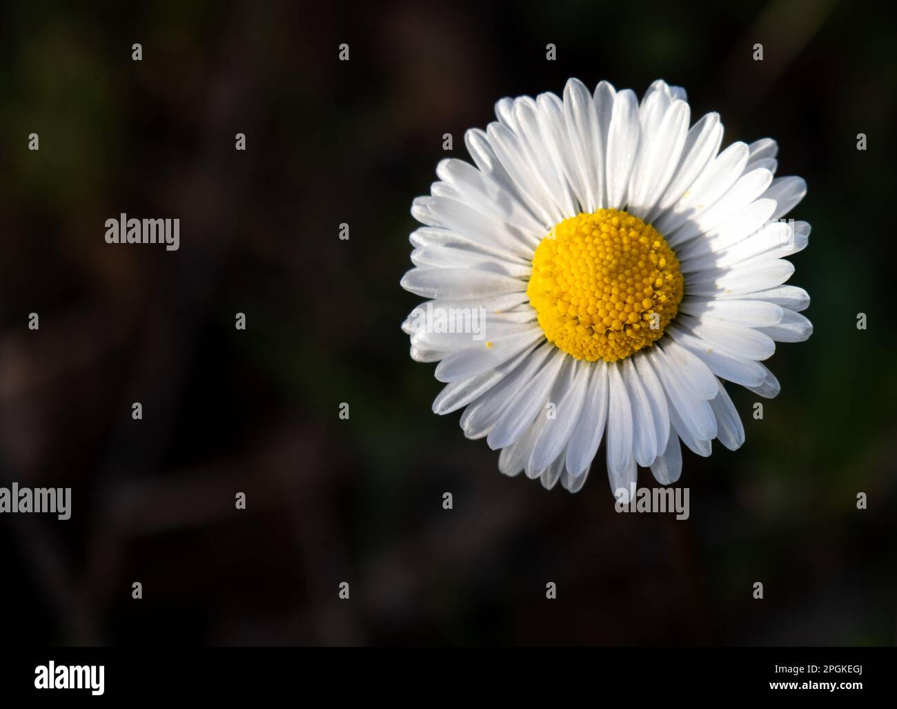 Delicada y hi-res stock photography and images - Alamy