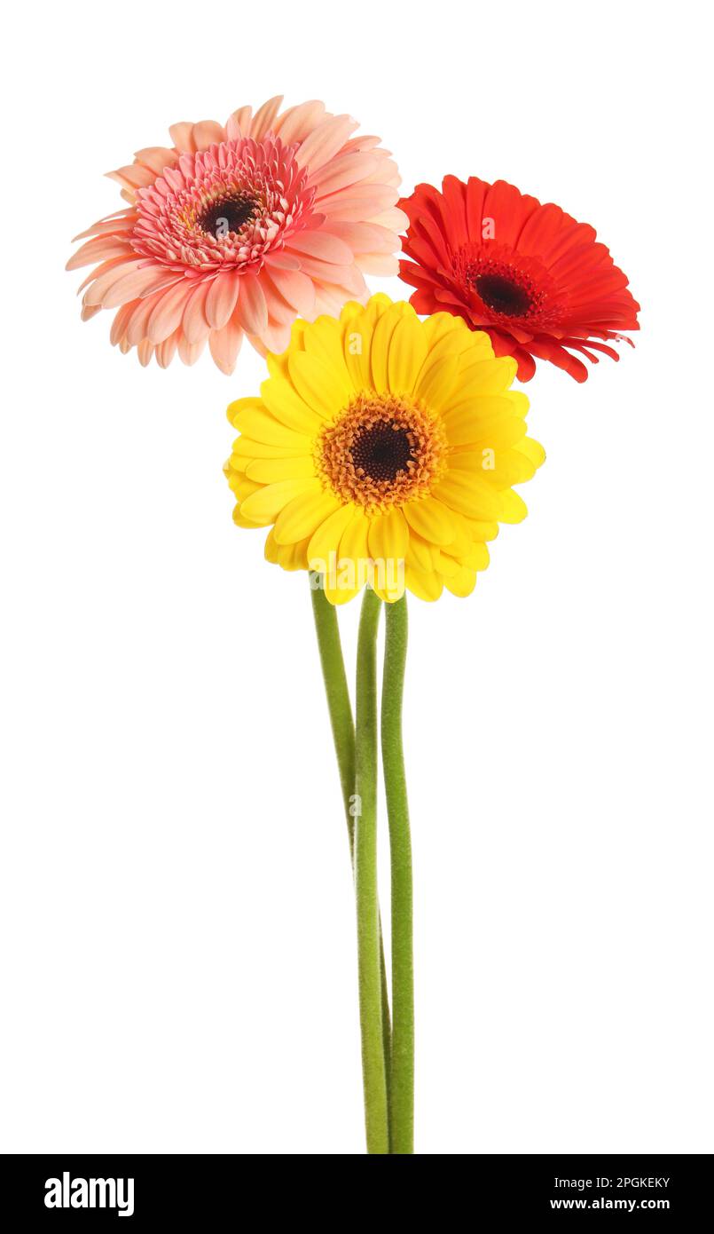 Beautiful colorful gerbera flowers on white background Stock Photo - Alamy