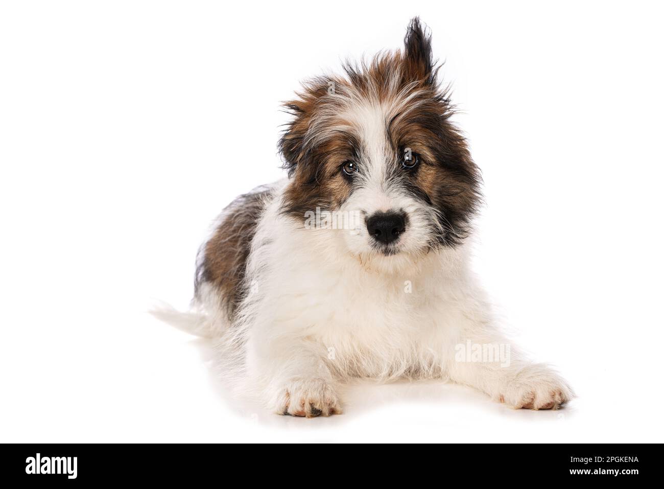 Cute elo puppy isolated on white background Stock Photo - Alamy