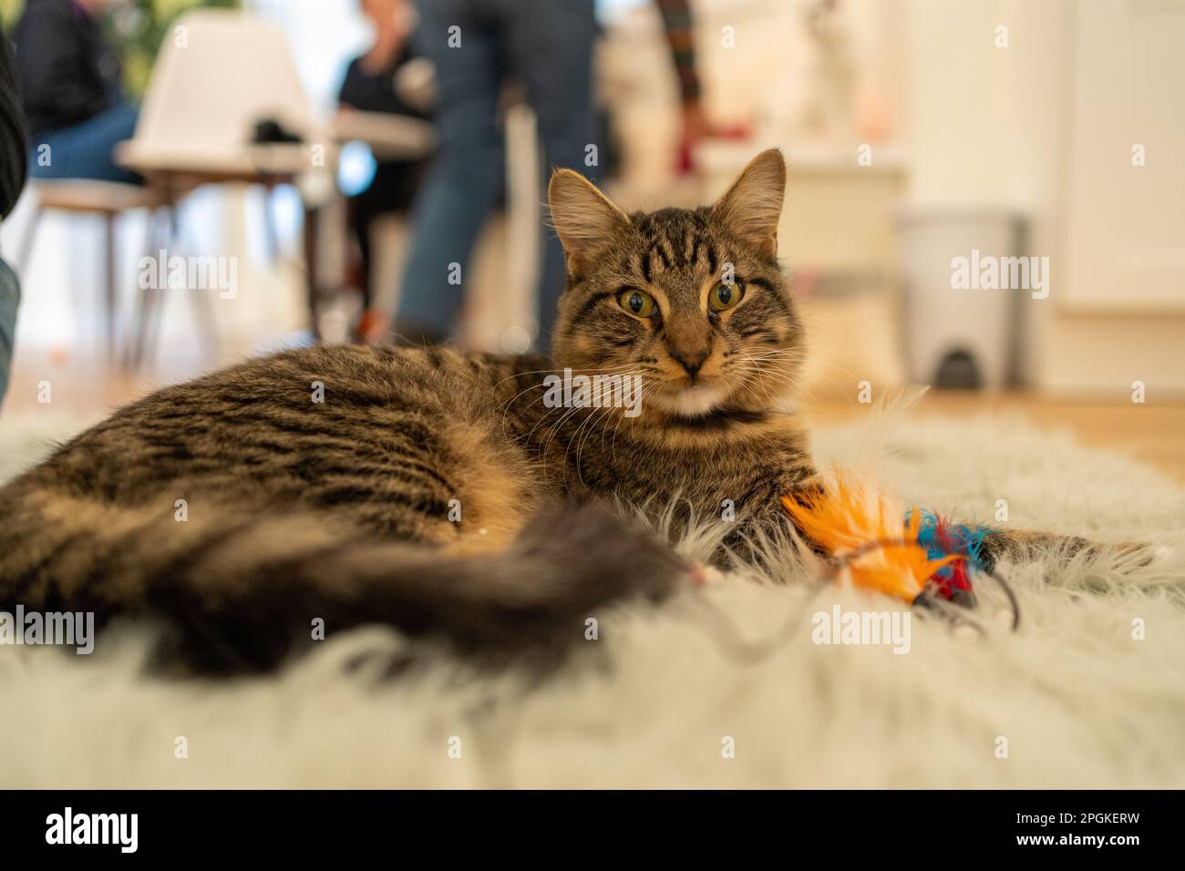 A portrait of an adorable tabby cat laying on a fluffy rug indoors ...