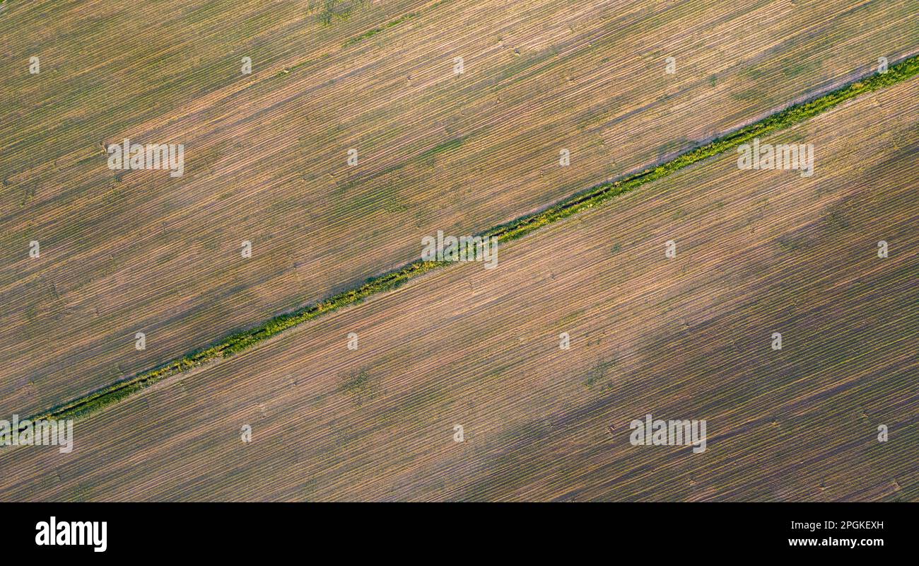 A forest belt separates a field of corn. View from a drone Stock Photo ...