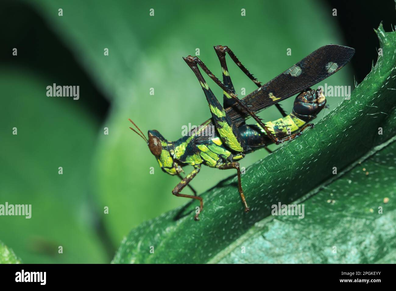 Erianthus serratus / Monkey grasshoppers on leaf,Monkey grasshoppers ...