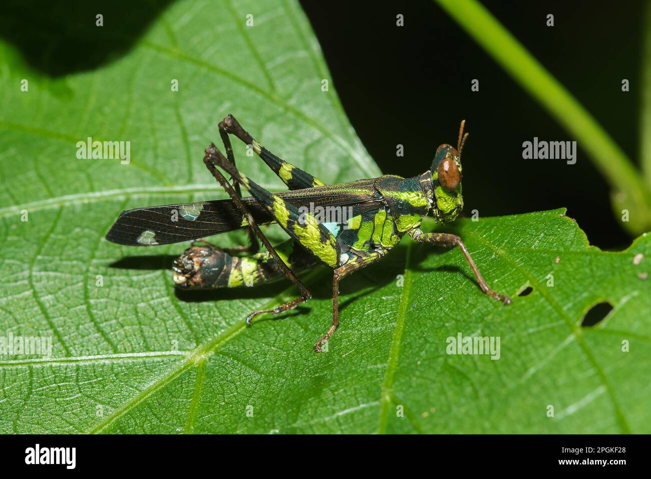 Erianthus serratus / Monkey grasshoppers on leaf,Monkey grasshoppers are short-haired ...