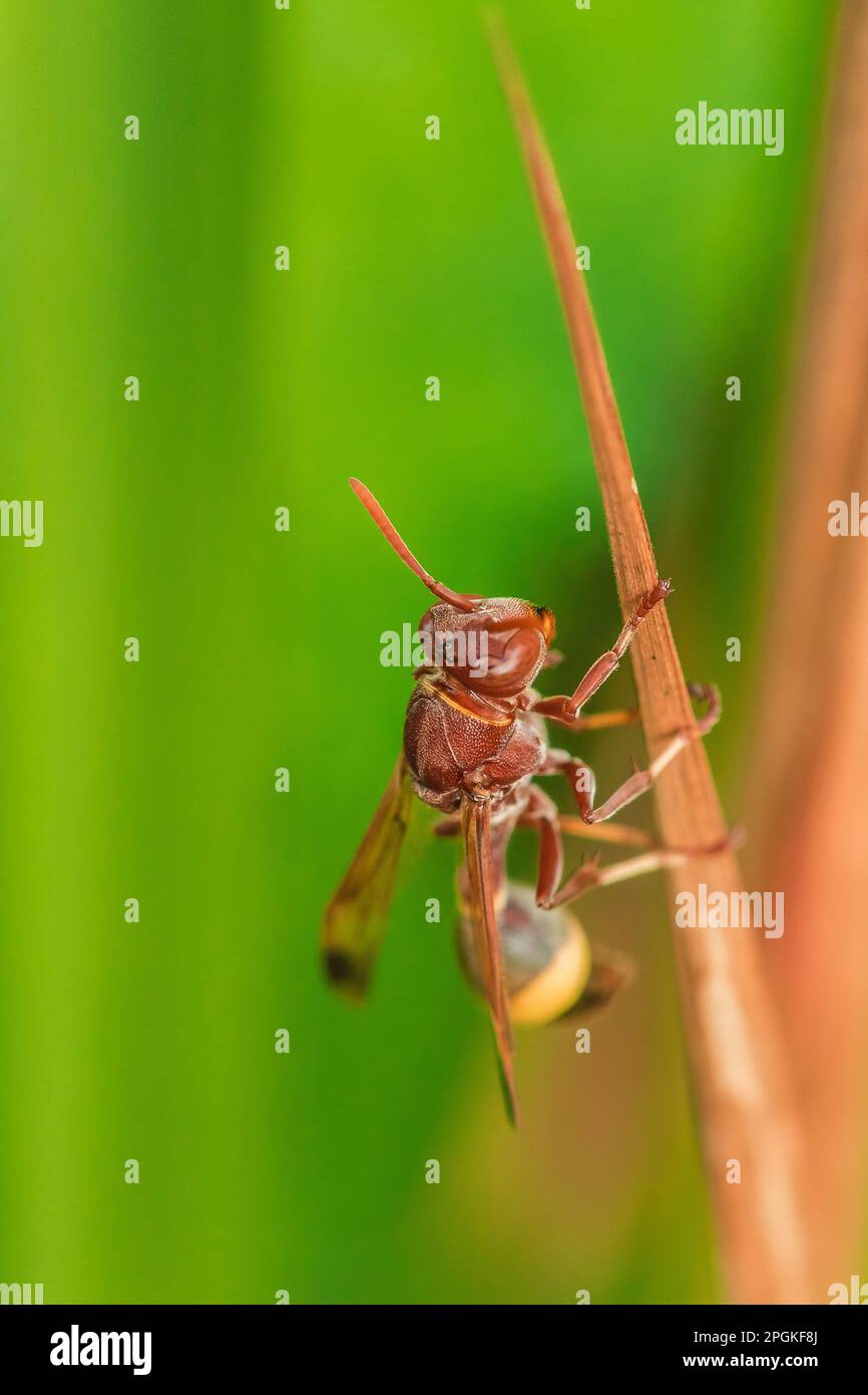 Hymenoptera on dry leaves Hymenoptera is classified as a bee insect ...