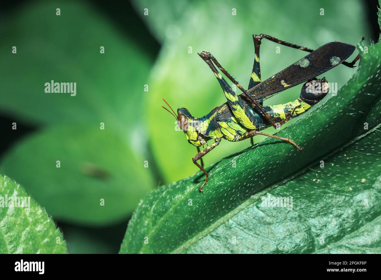 Erianthus serratus / Monkey grasshoppers on leaf,Monkey grasshoppers ...