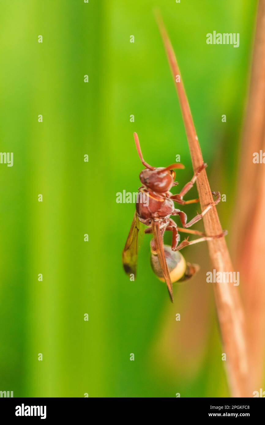 Hymenoptera on dry leaves Hymenoptera is classified as a bee insect ...