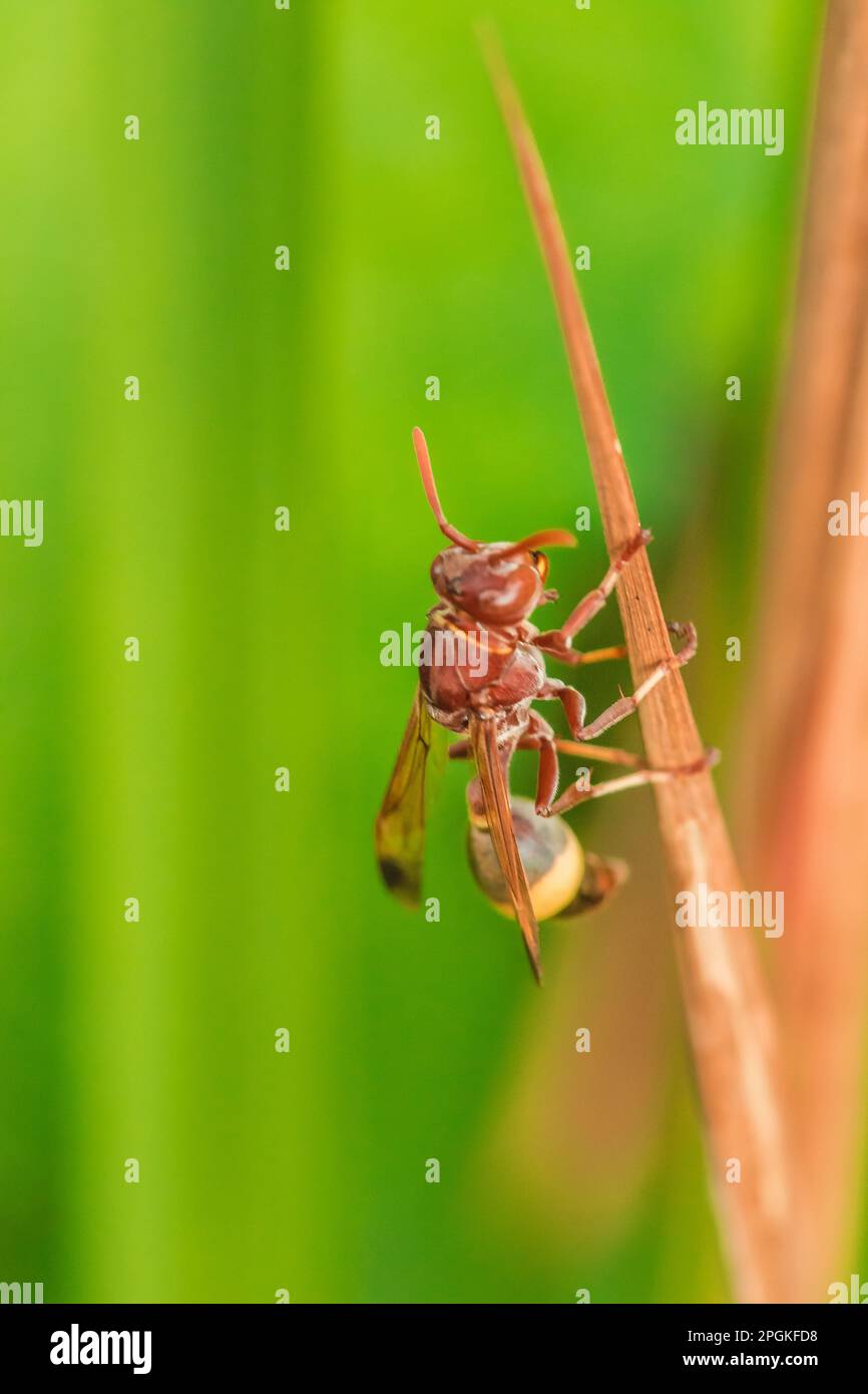 Hymenoptera on dry leaves Hymenoptera is classified as a bee insect ...