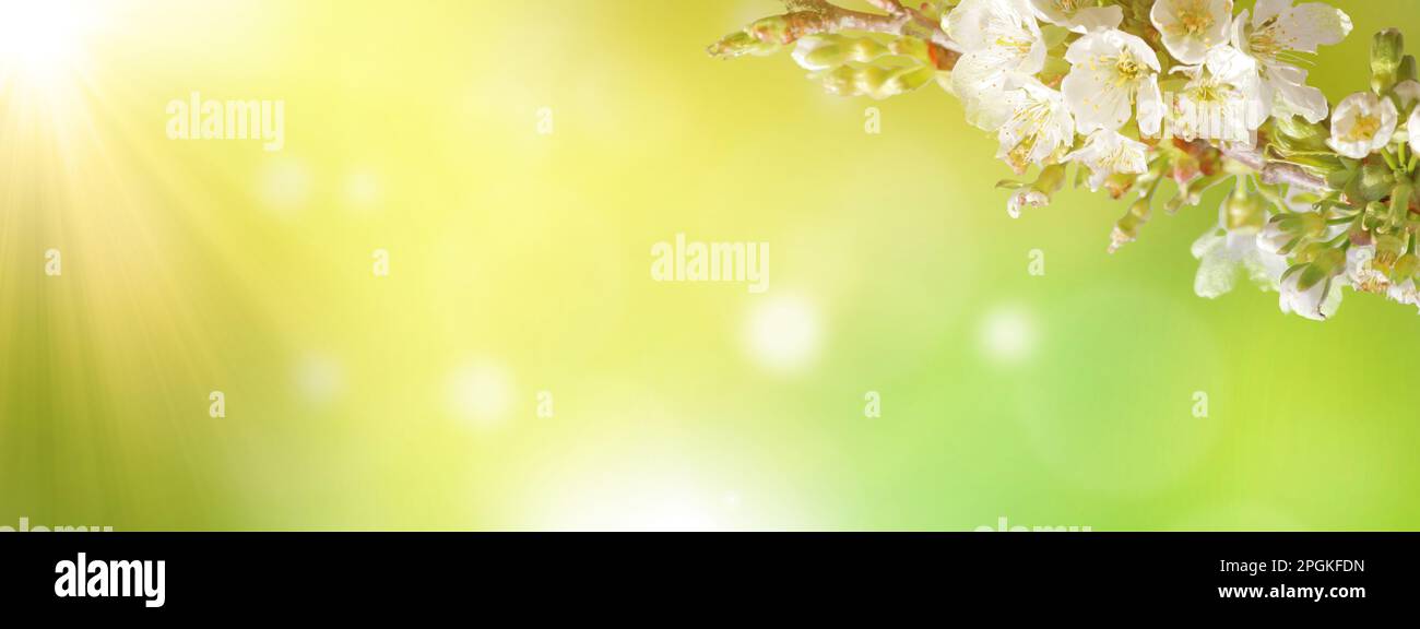 Spring banner background with copy space Stock Photo - Alamy