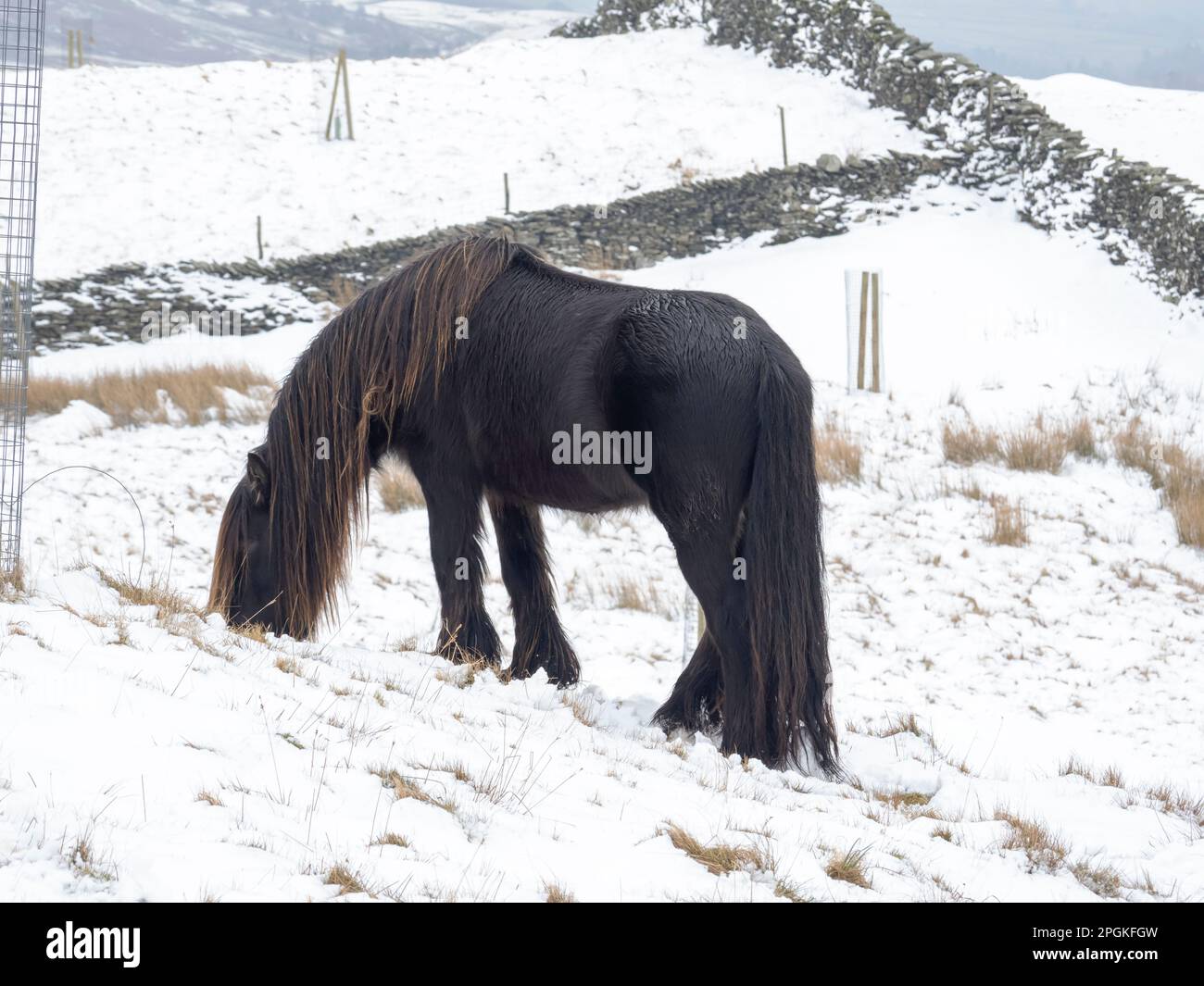 Fell ponies in the snow on Wansfell in Ambleside, Lake District, UK ...