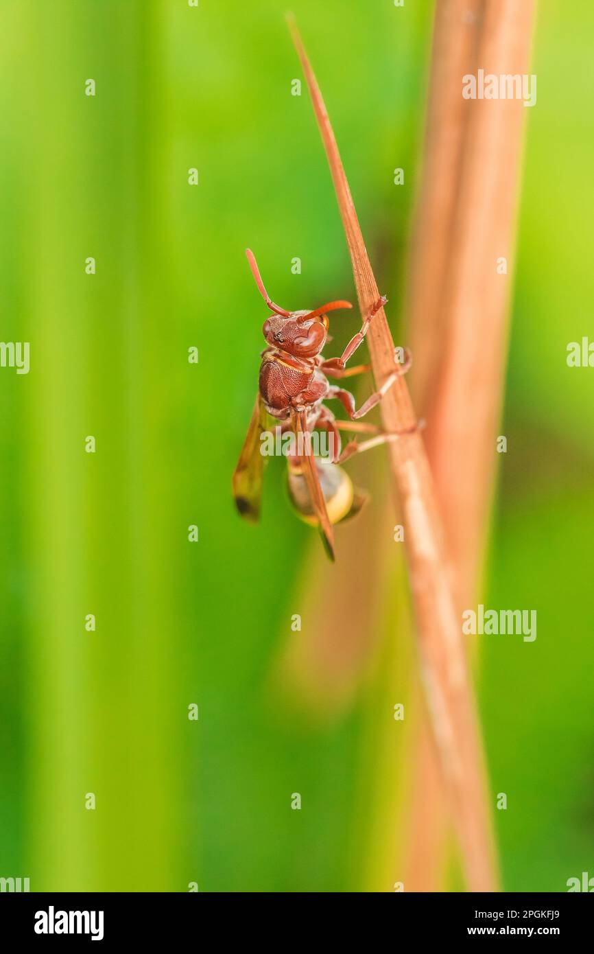 Hymenoptera on dry leaves Hymenoptera is classified as a bee insect ...