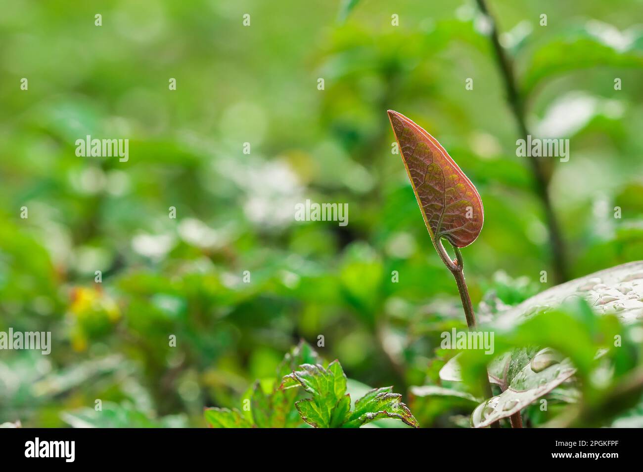 Morning glory leaves sprouted, leaves sprouted in search of sunlight ...