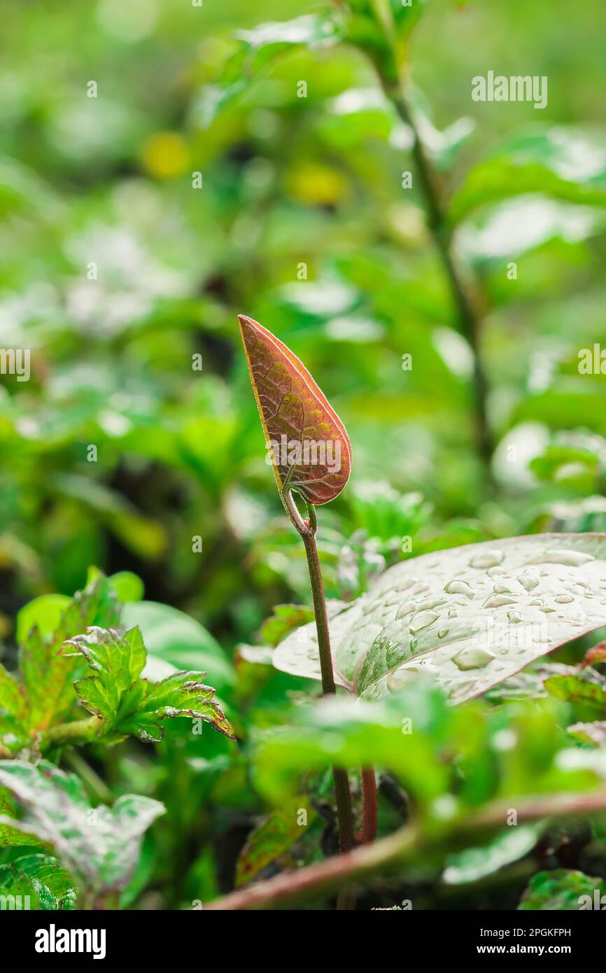 Morning glory leaves sprouted, leaves sprouted in search of sunlight ...