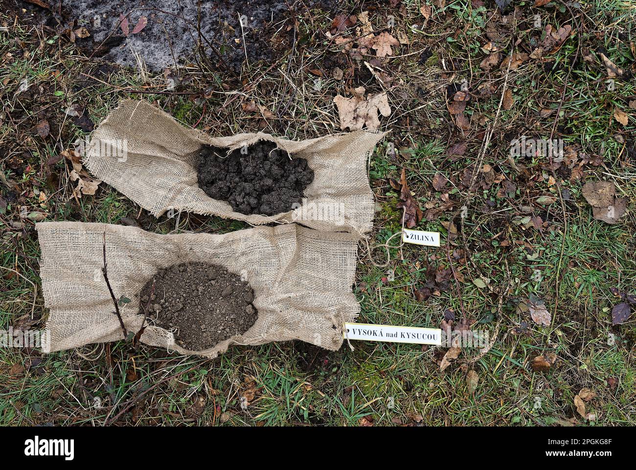 Qeii platinum jubilee tree hi-res stock photography and images - Alamy