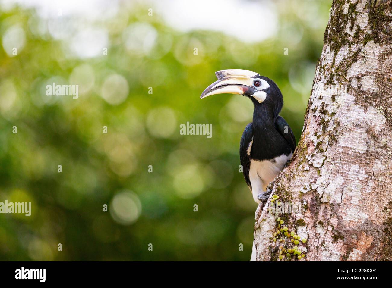 Adult female oriental pied hornbill inspecting potential nest holes in a tree trunk, Singapore ...