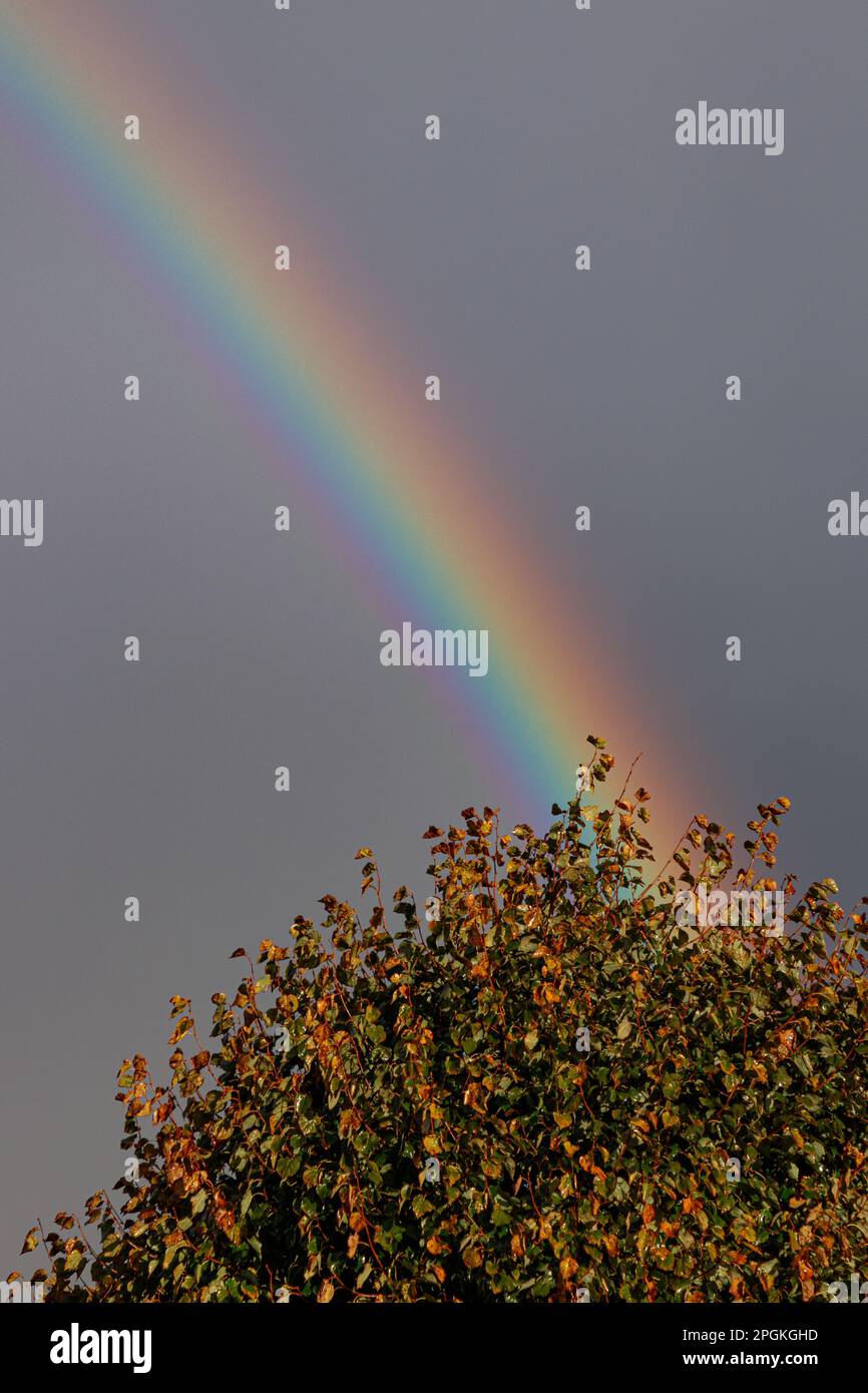 A majestic tree in a natural outdoor setting and a beautiful rainbow in ...