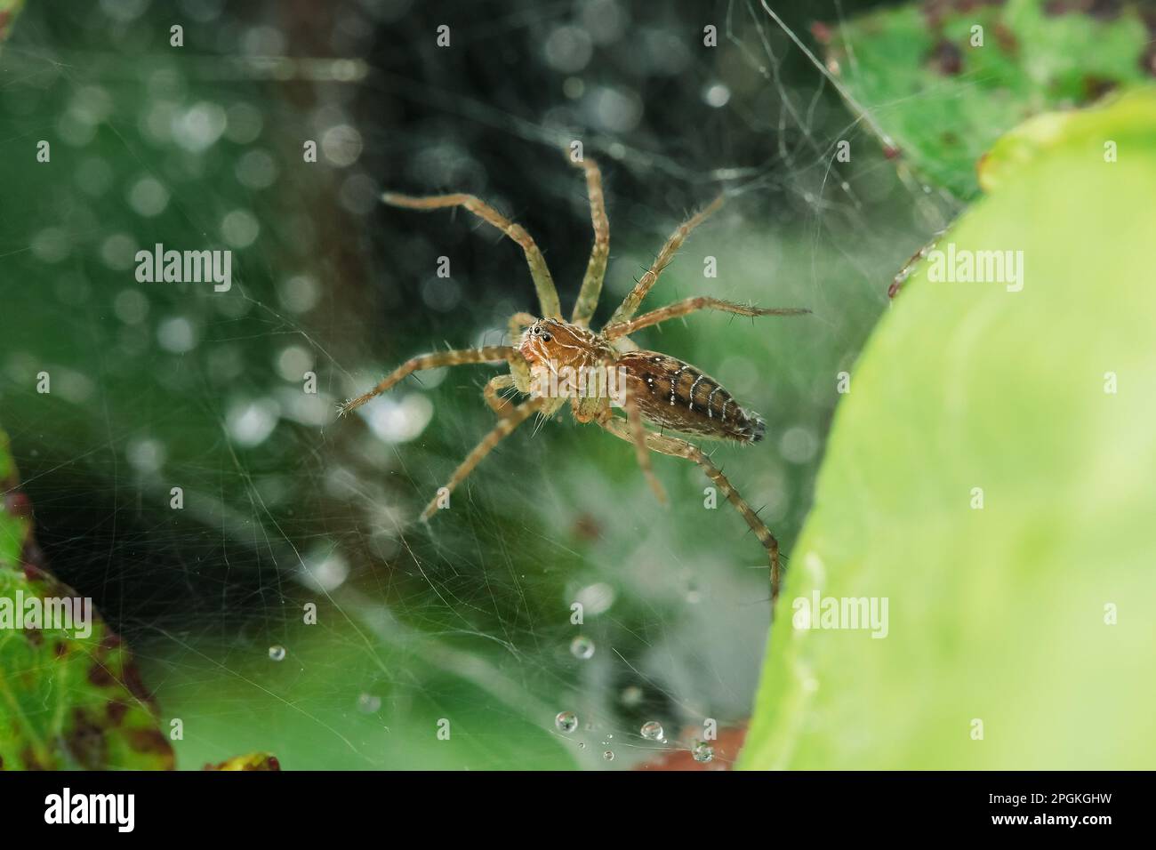 Lawn wolf spider -Hippasa holmerae on the web. You'll find webs that ...