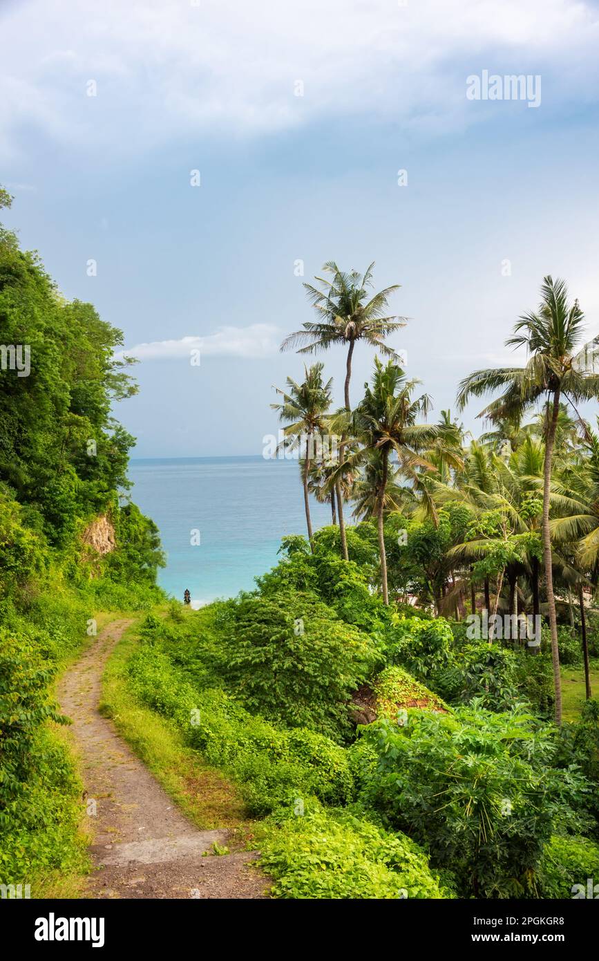 Path to the sea coast among palm trees and lush rainforest Stock Photo ...