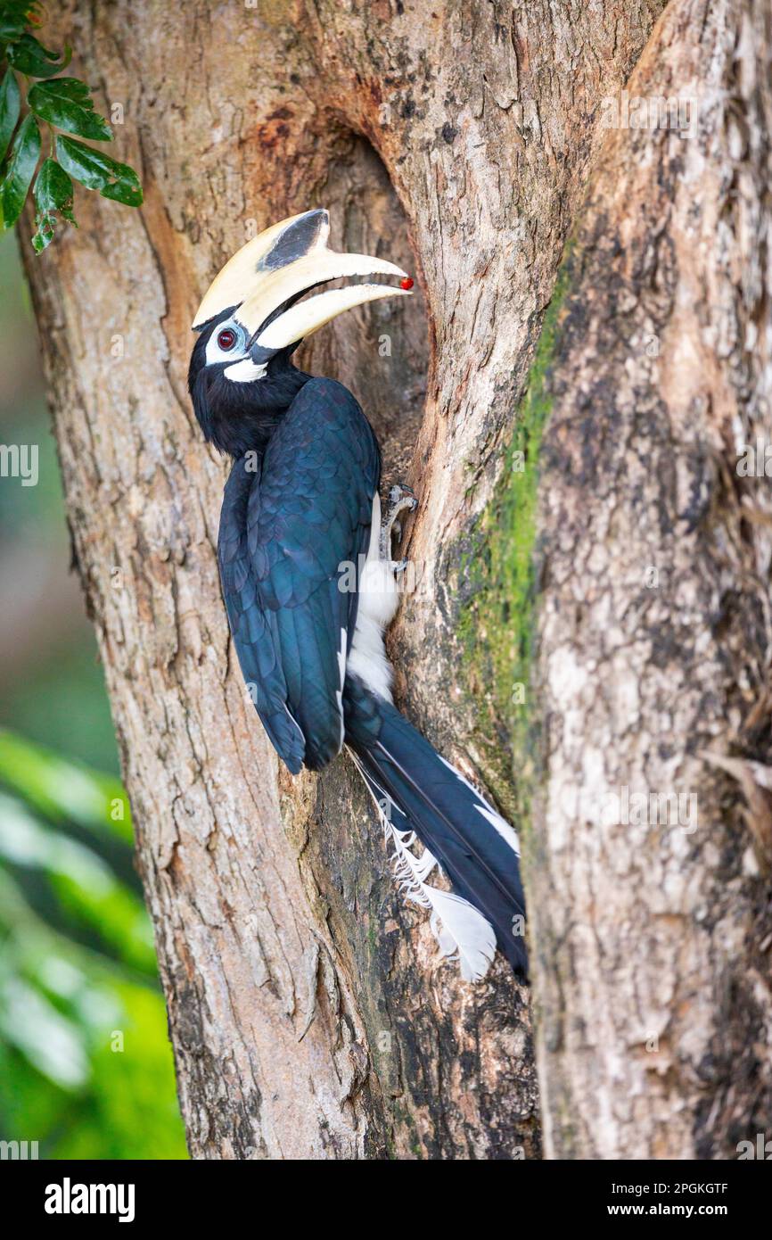 Adult male oriental pied hornbill bringing food to a female building a ...