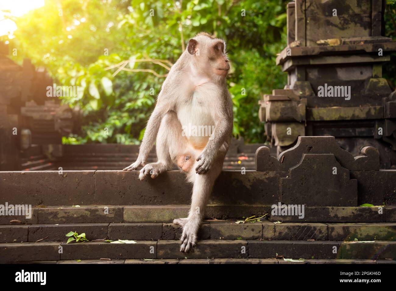 Wild monkey sitting on old hindu temple in rainforest on Bali ...