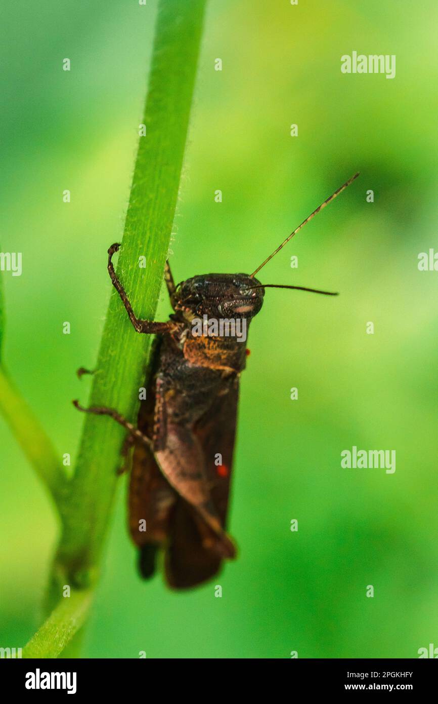 Brown grasshoppers on the rice, locust on the leaves. , Locusts are ...