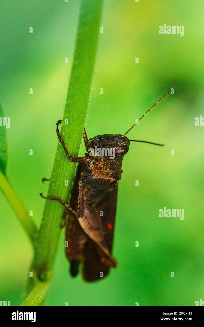 Brown grasshoppers on the rice, locust on the leaves. , Locusts are ...