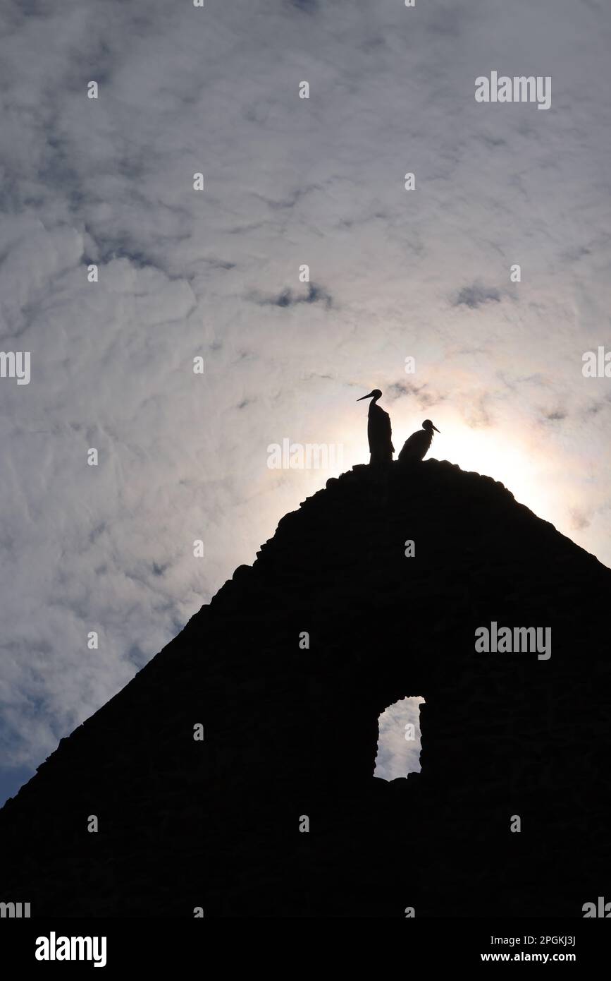 Silhouettes of two storks on the roof of Cârța Monastery Stock Photo ...