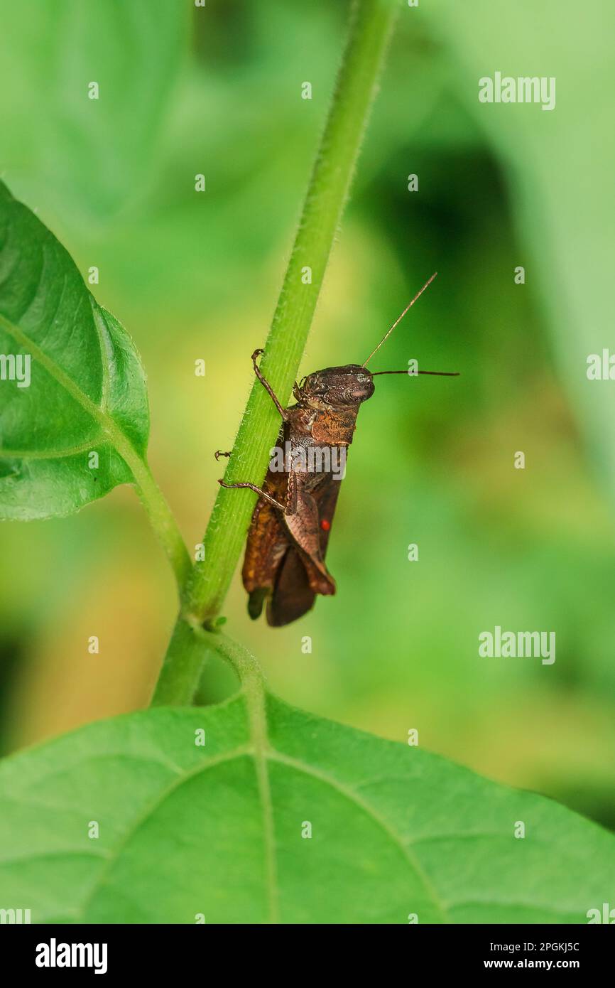 Brown grasshoppers on the rice, locust on the leaves. , Locusts are ...